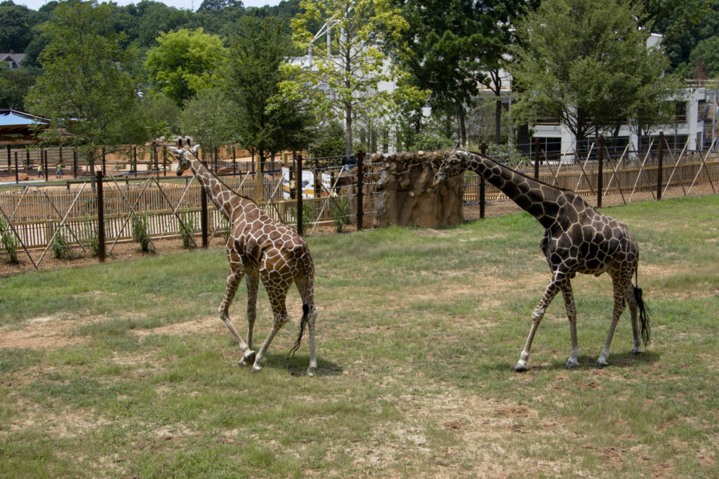 Zoo Atlanta to Reopen to the Public May 16 - North Georgia Living