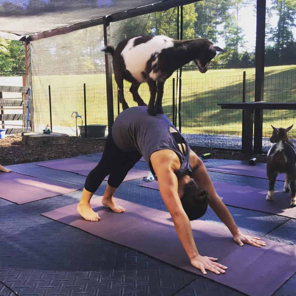 Goat Yoga - North Georgia Living